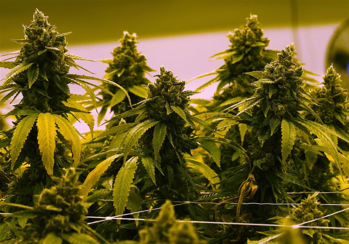 Commercial Medical Marijuana