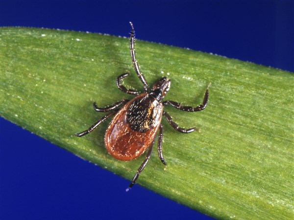 Summer swarm: Ticks, mosquitoes require awareness, prevention in the ...