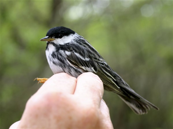 Blackpoll Warbler: 'Champion of Migration' | The Blade