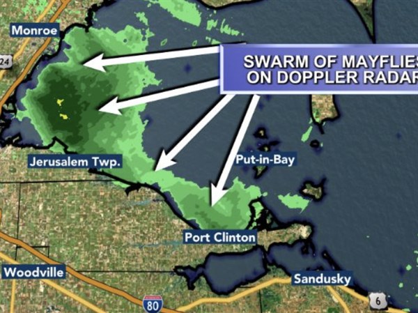 Outdoors: Mayflies a blessing in the skies | The Blade