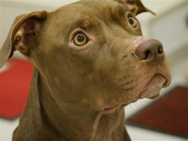 Lucas County Dogs for Adoption: 7/15 | The Blade