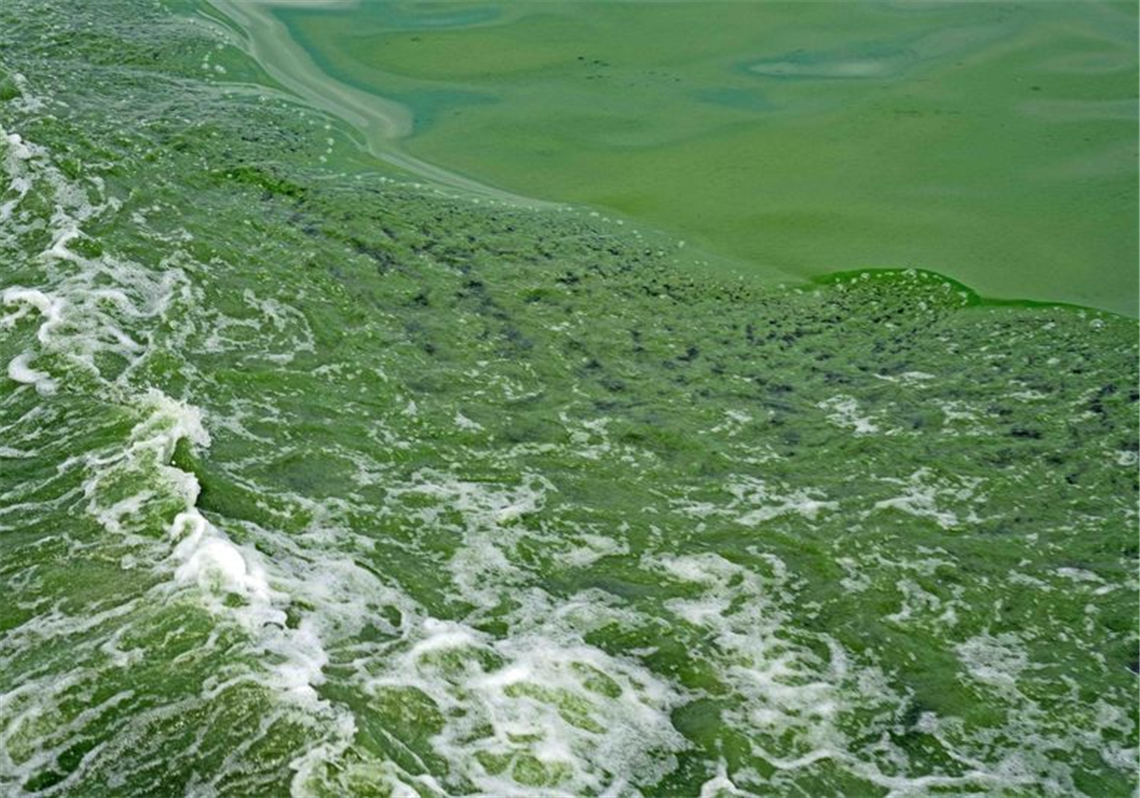 Algal Bloom Lake