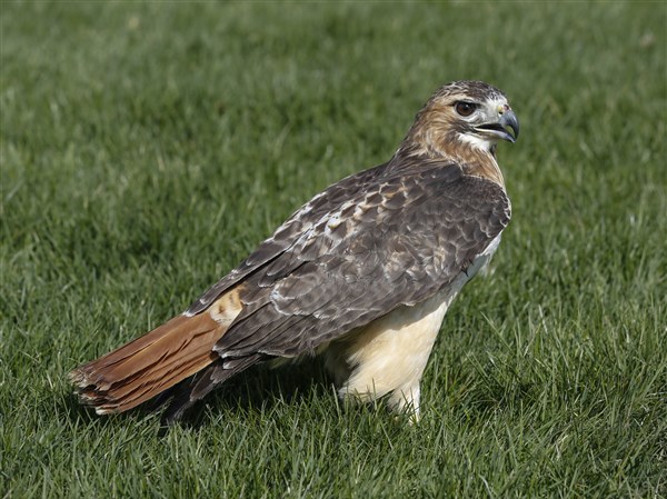Outdoors: Aggressive hawk puts the 'wild' in condo life along the ...