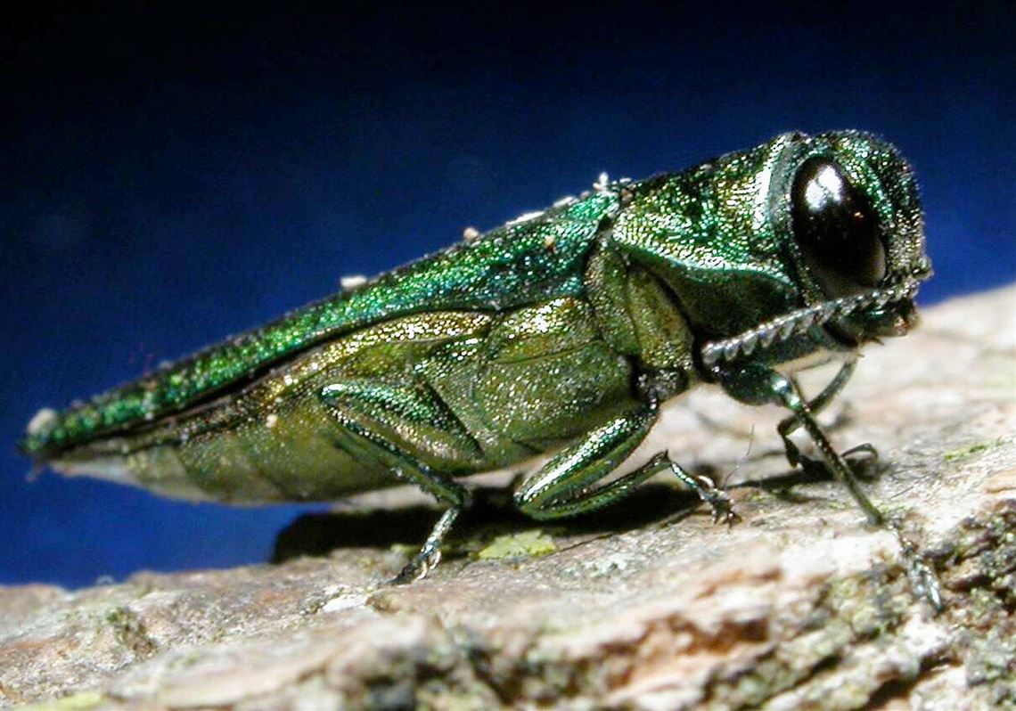 Invasive Species In Michigan List