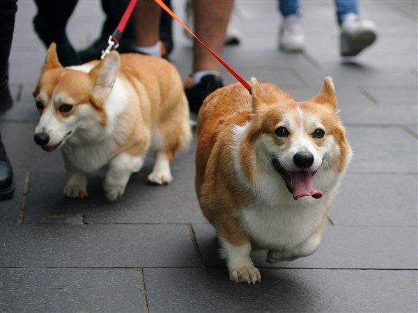 Queen's death casts uncertainty over fate of beloved corgis | The Blade
