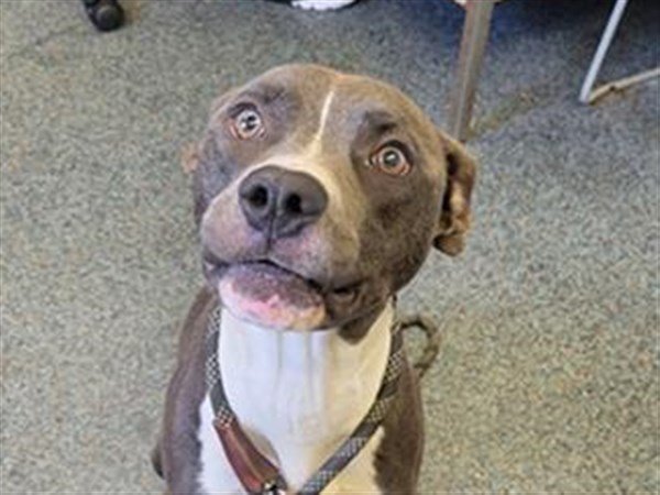 Dog Log: 10/5 | The Blade