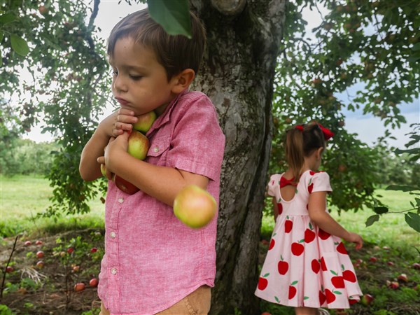 Apple orchards, pumpkin patches promise fall fun across the region ...