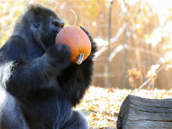 Photo Gallery: Toledo Zoo Halloween feeding | The Blade