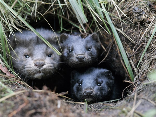 Mink farm heist in Van Wert County freed 40,000 minks | The Blade