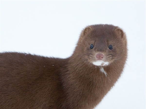 Markey: Attack on mink farm results in extensive collateral damage ...