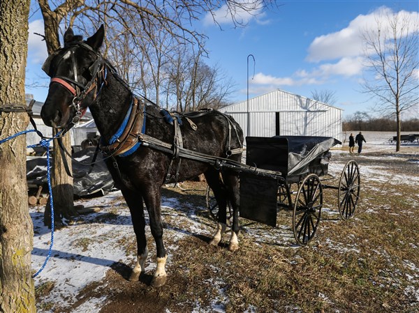 Judge to decide fate of expert witness in Amish case | The Blade