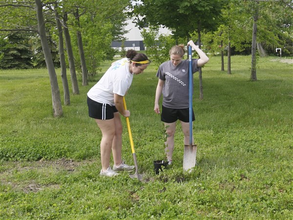 BG planning tree planting program | The Blade