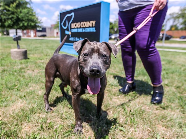 Lucas County Canine Care and Control offering adoption special | The Blade