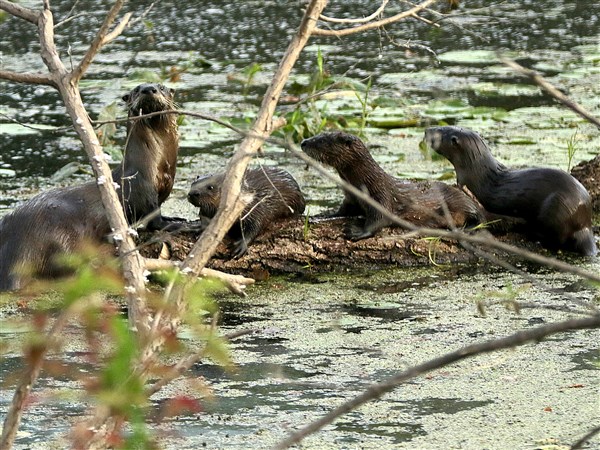 River otter sightings on the rise across Ohio, even locally | The Blade