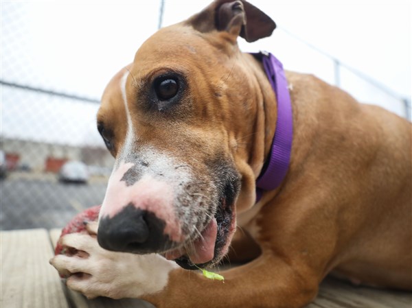 Lucas County Dogs for Adoption: 1/21 | The Blade