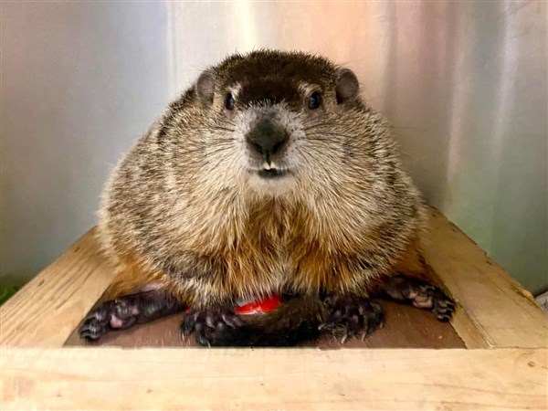 Nature's Nursery wants public to weigh in on its 'ambassador' groundhog ...