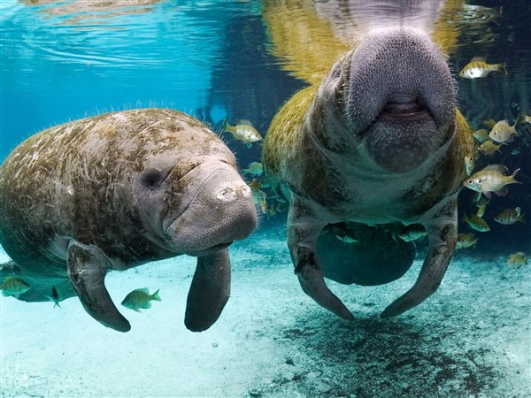 Sea cows: Docile manatees face array of threats | The Blade