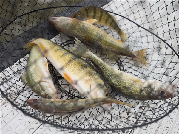 Wildlife officers seize evidence in case involving sale of sport-caught ...