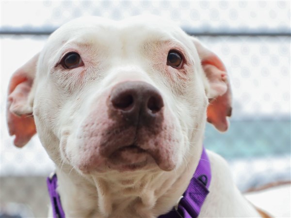 Lucas County Dogs for Adoption: 3/3 | The Blade