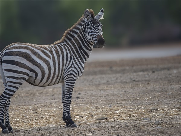 Zebra bites, injures Ohio owner's arm before it's fatally shot | The Blade
