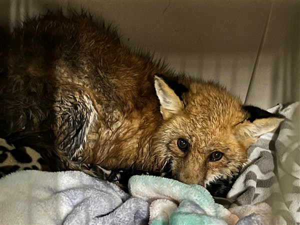 Outdoors: Icy rescue gives fox a new lease on life | The Blade