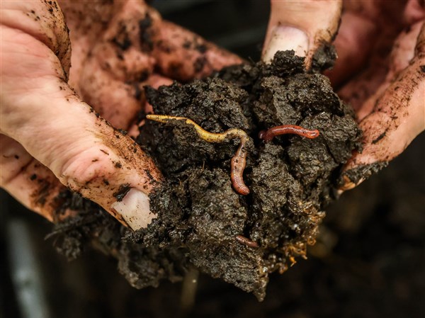 'Black gold': What to know about composting | The Blade