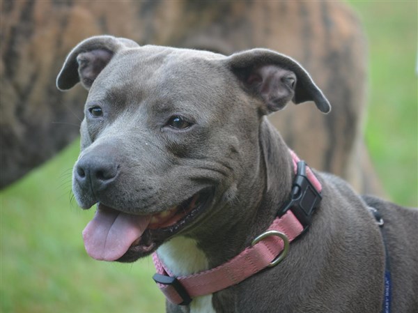 Lucas County Dogs for Adoption: 4/6 | The Blade