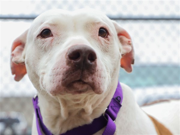 Lucas County Dogs for Adoption: 4/7 | The Blade