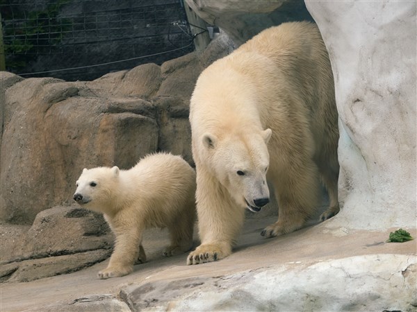 Baby polar bears given Inuit names at Toledo Zoo | The Blade