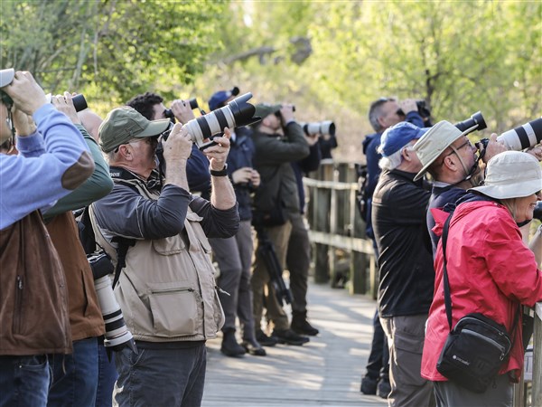Biggest Week in American Birding has begun | The Blade