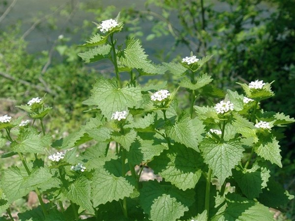 Outdoors: Battle with invasive plant finds new ally | The Blade