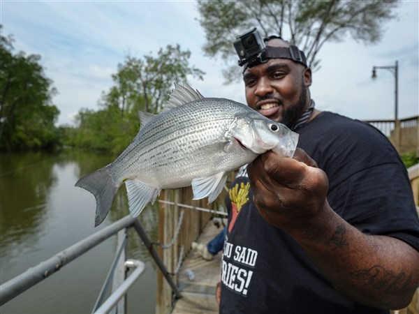 Outdoors: White bass have much more fight than fame | The Blade