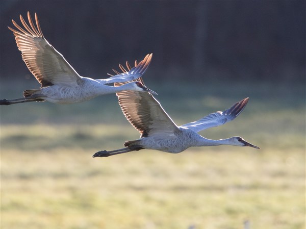Outdoors: Endangered cranes get lift from improved habitat | The Blade