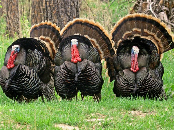 Outdoors: Ohio has strong spring wild turkey harvest | The Blade