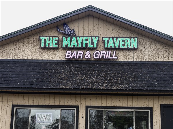 Mayflies at the Mayfly: Insect wave in full swing in Toledo | The Blade