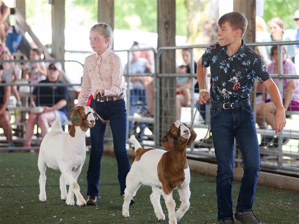 Photo Gallery: Animals showcased at Lucas County Fair | The Blade