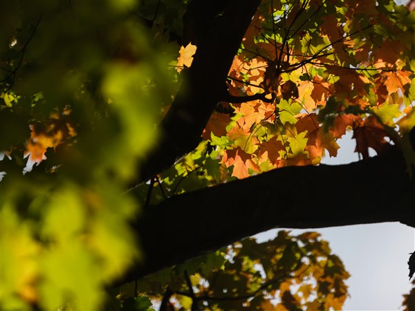 Stone: August is Tree Check Month | The Blade