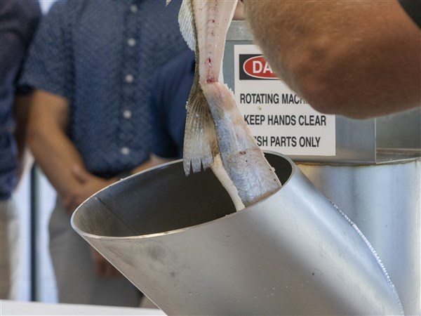 Outdoors: Mazurik facility takes stink out of fish cleaning operation ...