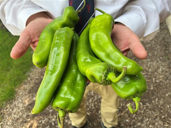 When life gives you chiles, roast'em | The Blade