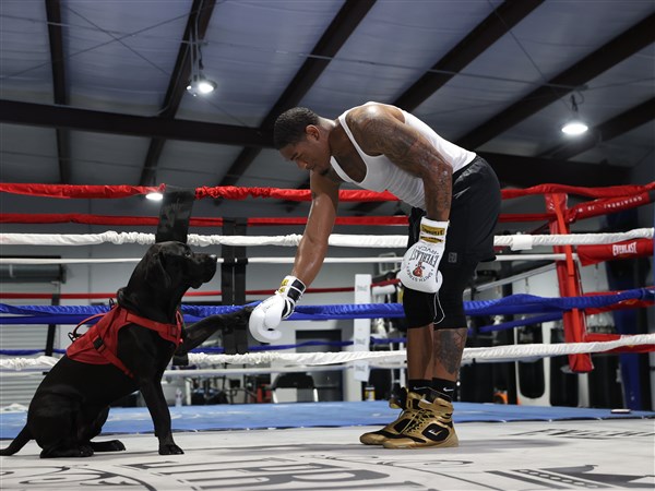 Fighter's best friend: Toledo boxer Jared Anderson and dog, Azul, are ...