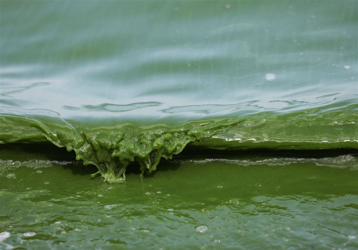 Algal Bloom Lake