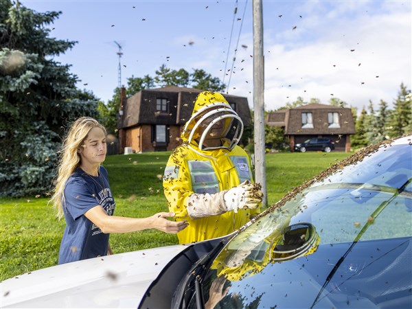 Canadian authorities race to capture five million bees from roadway ...