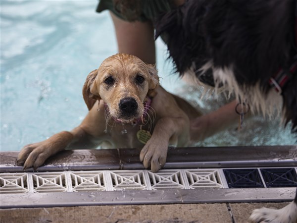 Photo Gallery: Pool Day for Dogs at Plummer Pool in Sylvania | The Blade