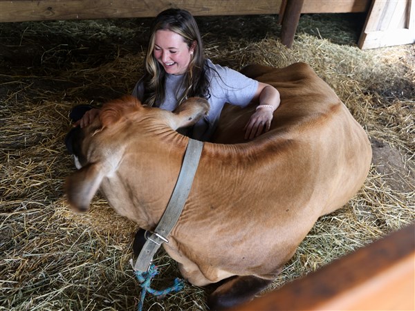 Michigan farm offers cow cuddling as a popular moo-vement | The Blade