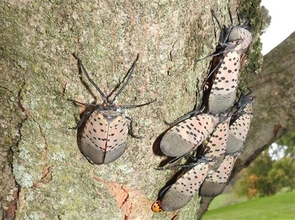 Stone: Spotted lanternfly thrives by laying eggs | The Blade