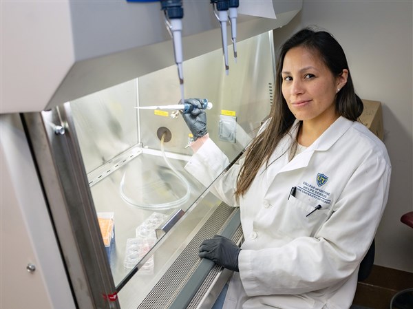 Toledo lab studying immune system of mosquitoes, world’s deadliest ...