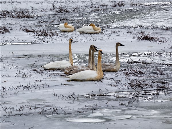 Refuge fest puts swans in spotlight | The Blade