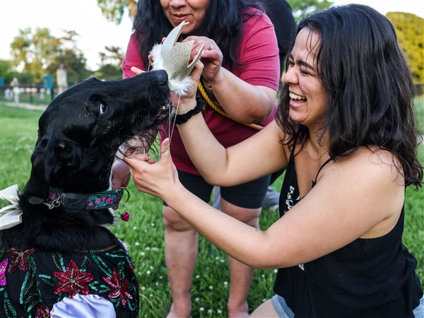 Four-legged royalty: Prom goes to the dogs at the Glass City Dog Park ...