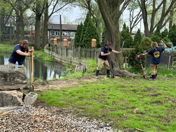 Capybara chic: World's largest, most popular rodent comes to northwest ...