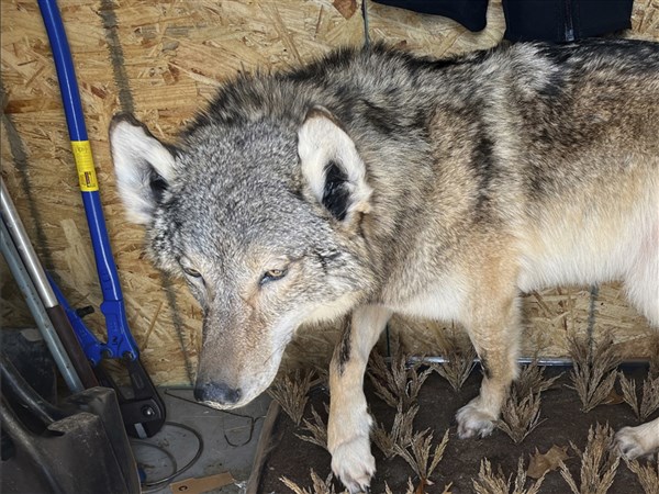 No charges in killing of gray wolf in southern Michigan, experts ...